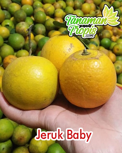 Bibit Jeruk Baby – Jeruk Manis yang Bisa Dikonsumsi Bayi - TANAMAN TROPIS