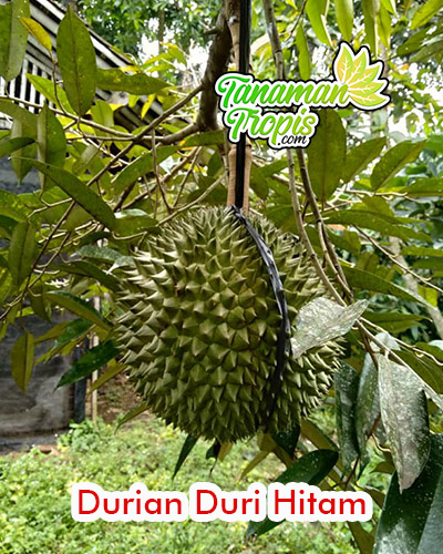 Bibit Durian Duri Hitam – Durian Unggul Asal Malaysia Dengan Rasa ...