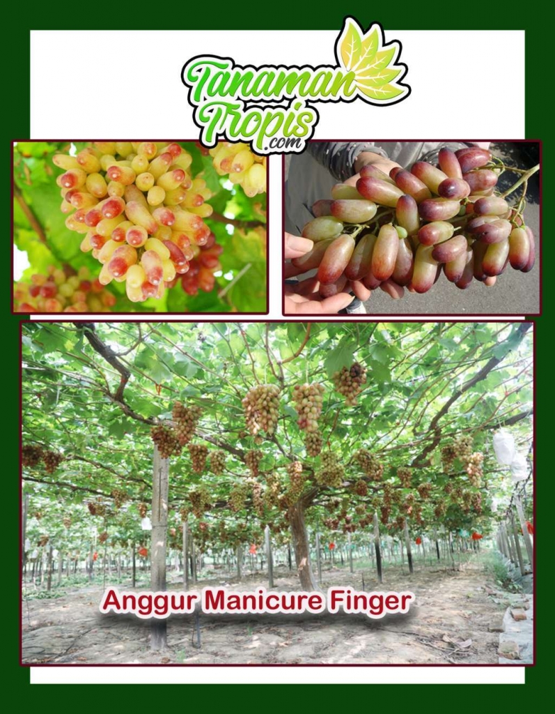 Bibit Anggur Manicurefinger – Bentuk Buah Unik & Rasa Manis