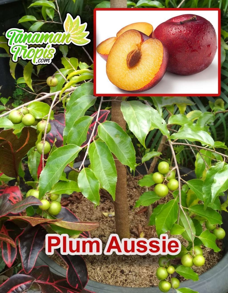 Jual bibit tanaman Plum Aussie - Buah Mirip Apel Yang Manis
